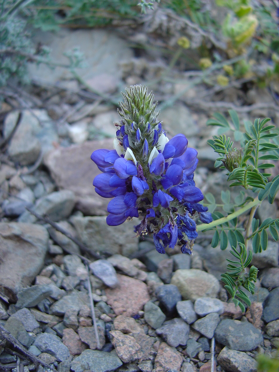 Realizarán seminario gratuito sobre flora del Norte de Chile – MMA
