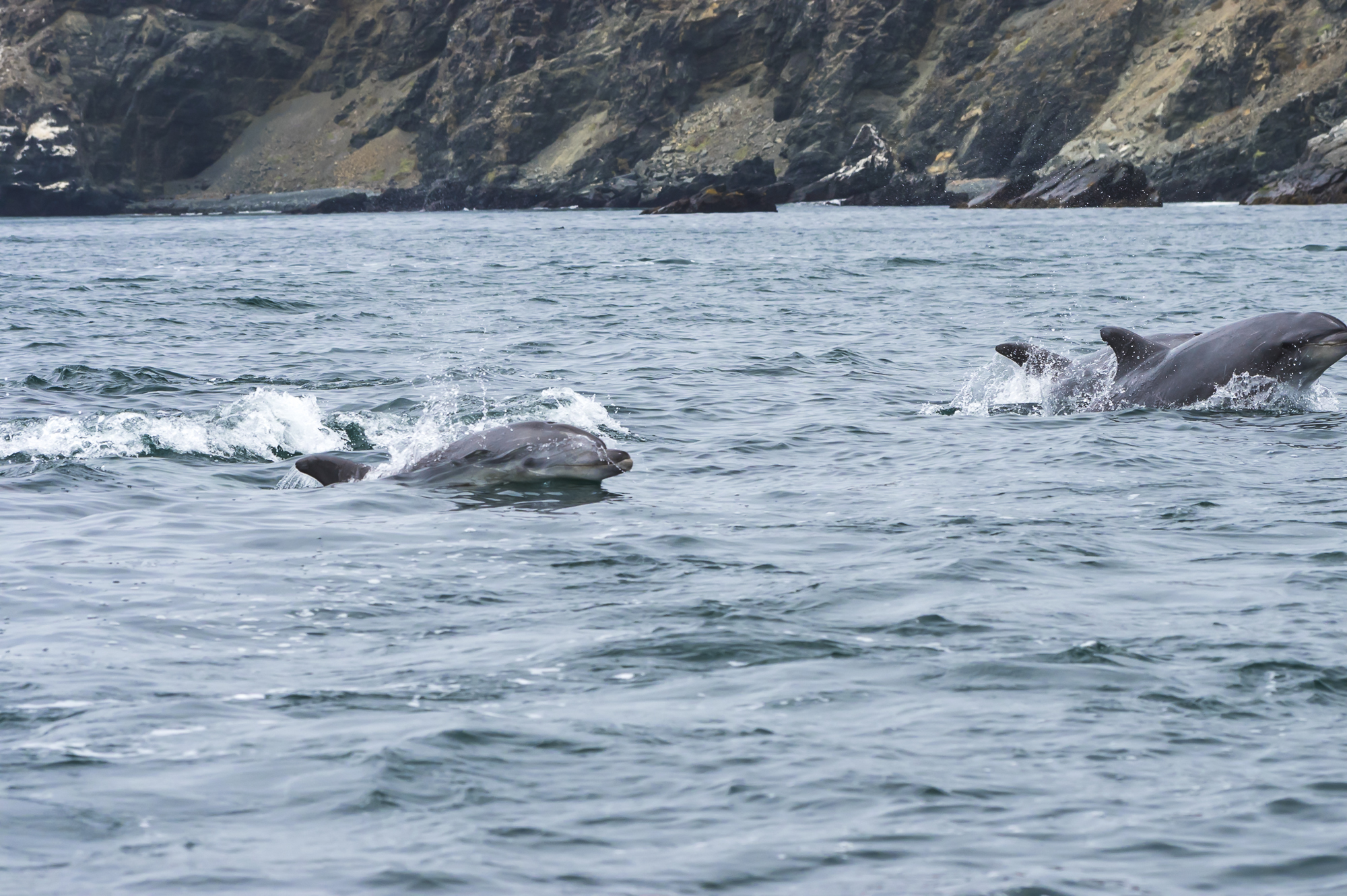 Identifican por primera vez 96 ecosistemas marinos presentes en la ...