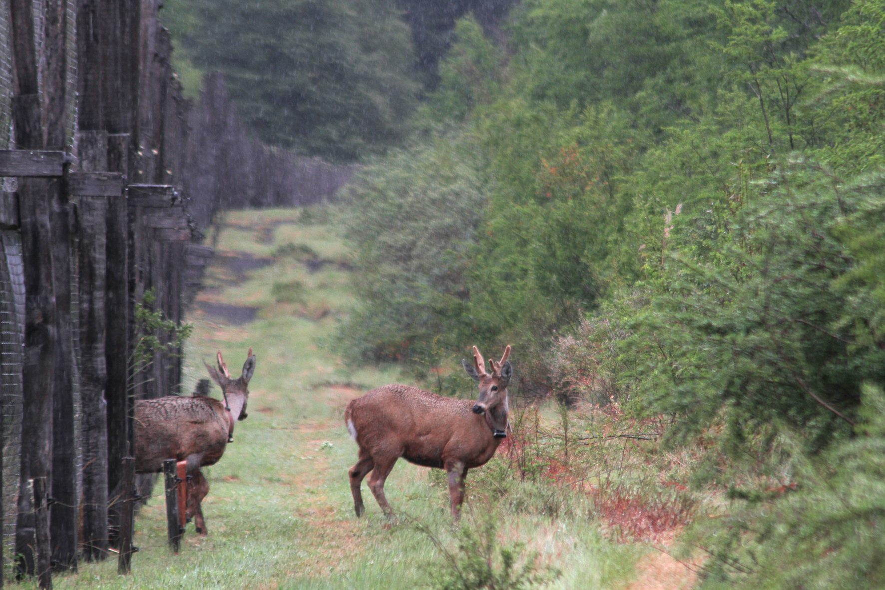 Huemules en libertad – MMA