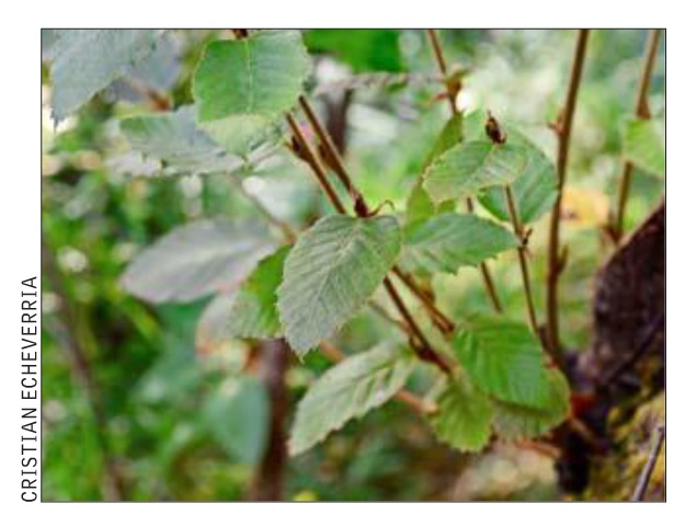 El ruil, el árbol más amenazado de Chile, duplicará su área de ...