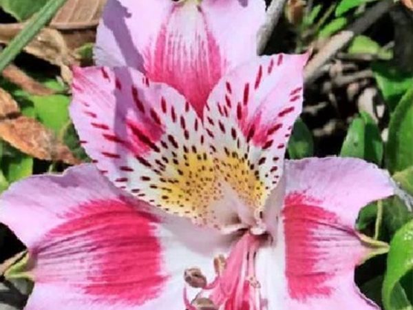 La zona central se llena de flores gracias a un lluvioso 2017 – MMA