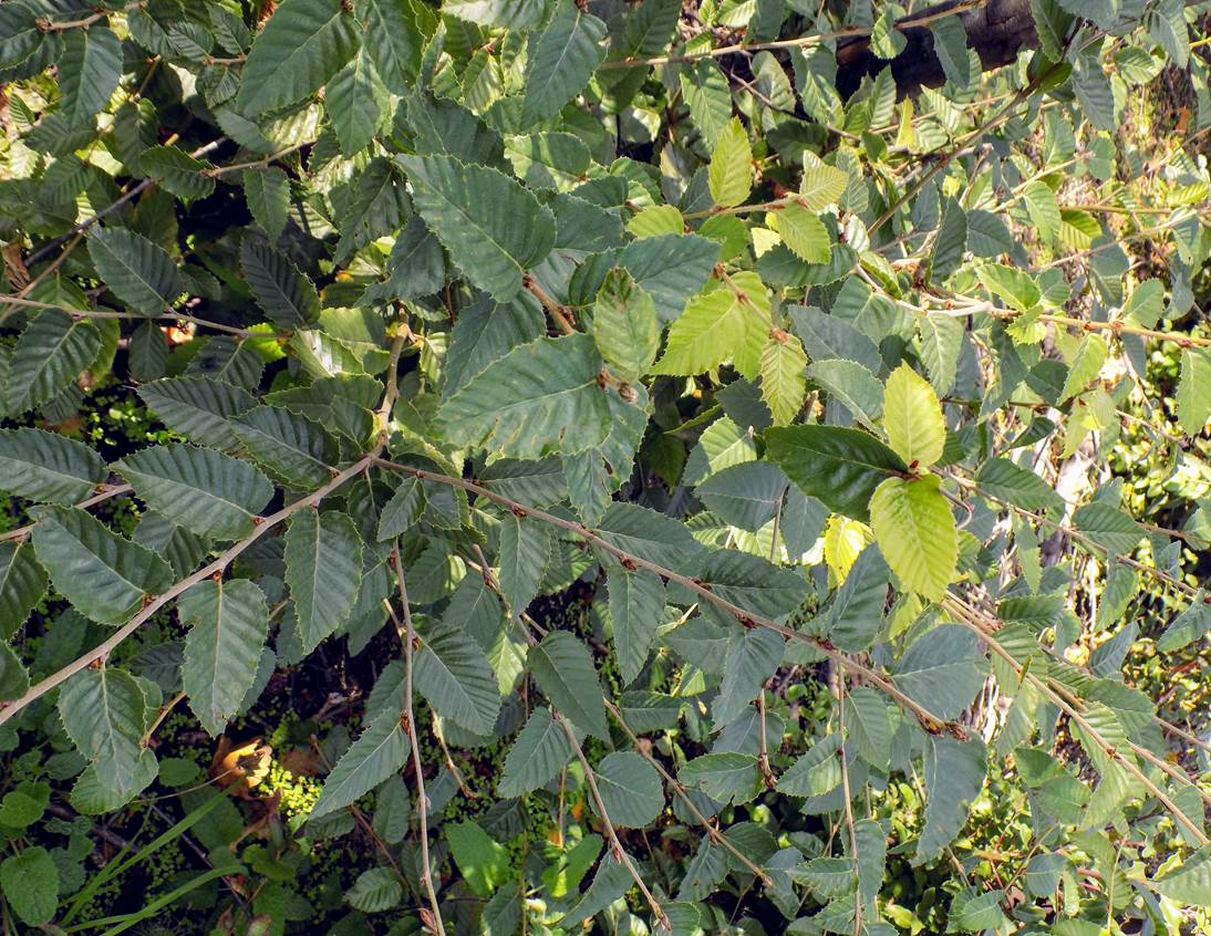 Efectúan seminario destinado a recuperar y conservar los bosques de ...